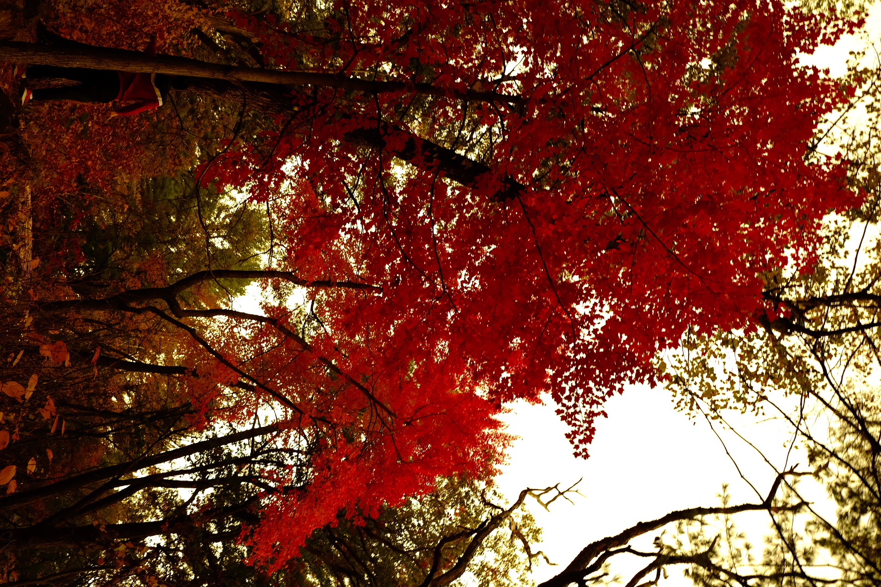 Fujiang Ji's Personal Website